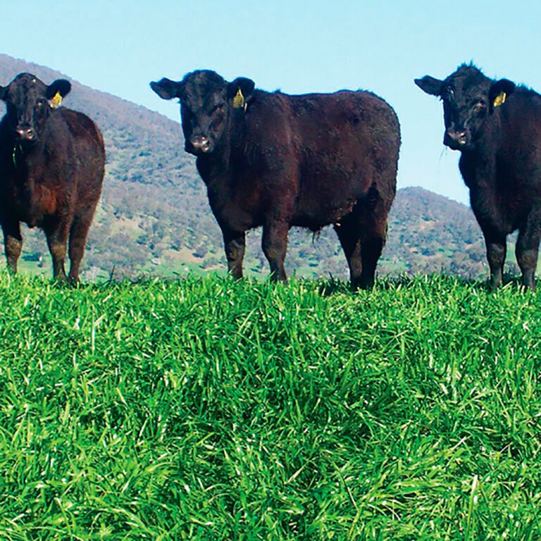 Broadstrike Herbicide 500g - AG Warehouse