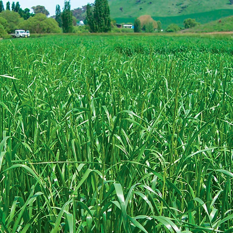 FMC Australasia Trojan Insecticide - AG Warehouse