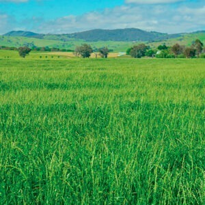 FMC Australasia Talstar 250EC Insecticide - AG Warehouse