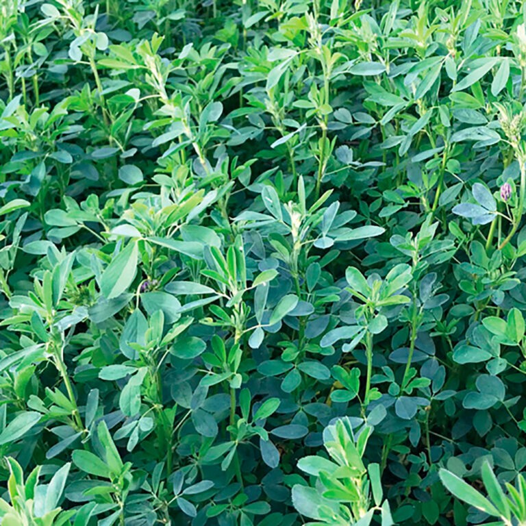 Broadstrike Herbicide 500g - AG Warehouse