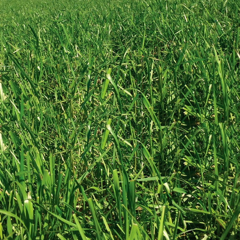 Wrightsons Seeds Lush Italian Ryegrass - AG Warehouse